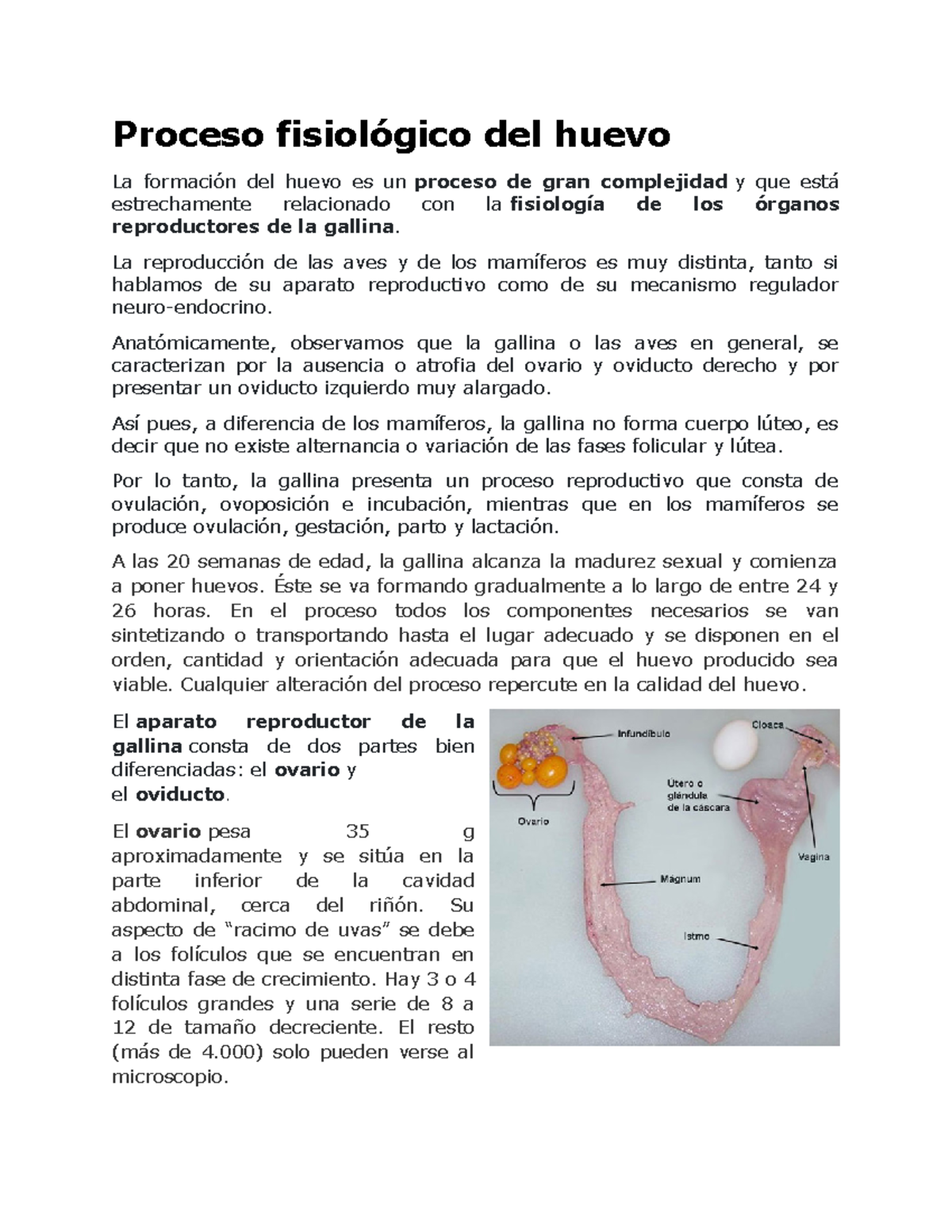 Proceso fisiológico del huevo - Proceso fisiológico del huevo La ...