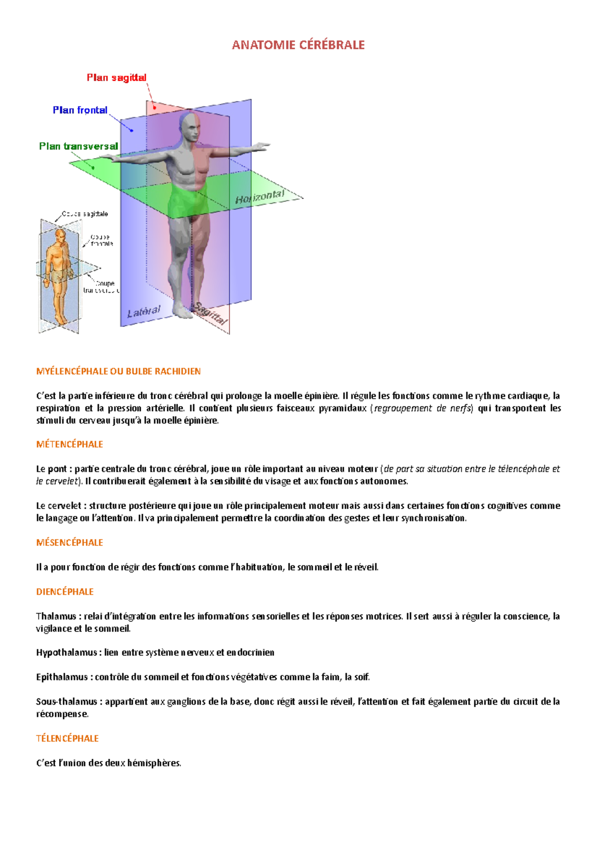 Anatomie cérébrale - TD Neurosciences - Licence de psychologie ...