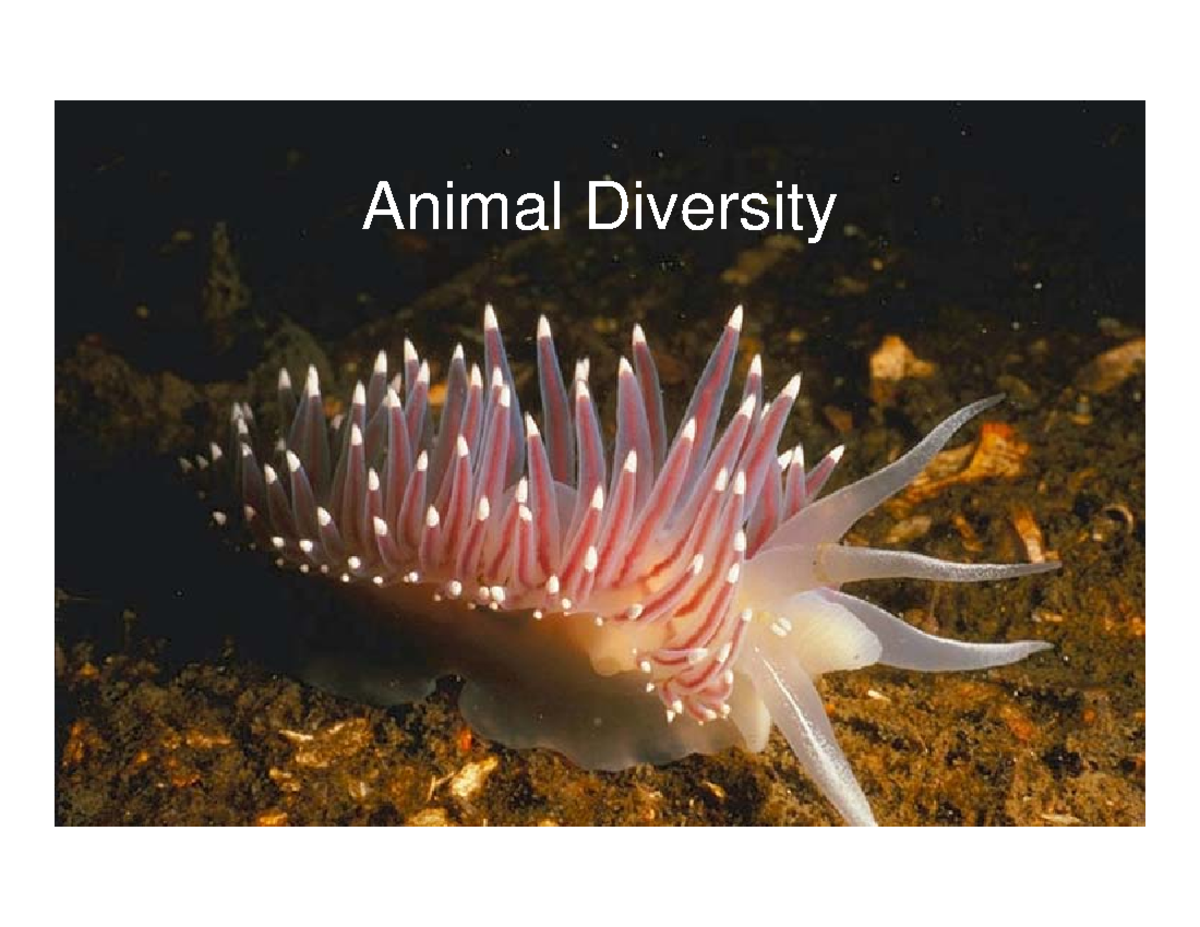 Animal diversity lecture 1 - Animal Diversity Instructor: Matt Schrader ...