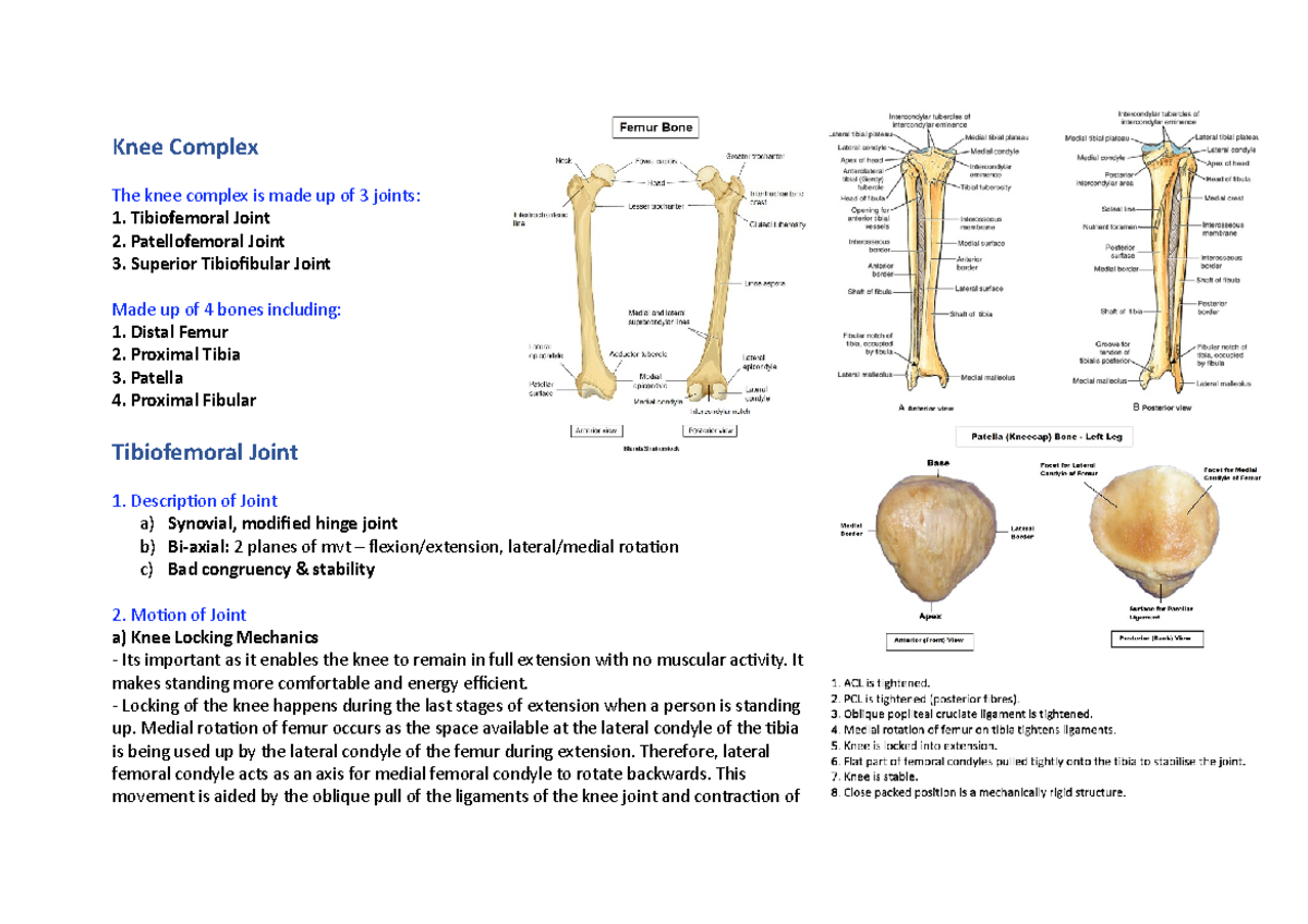 Knee Complex - BM Anatomy - Lecturer Alex Trollope. Knee Anatomy Notes ...