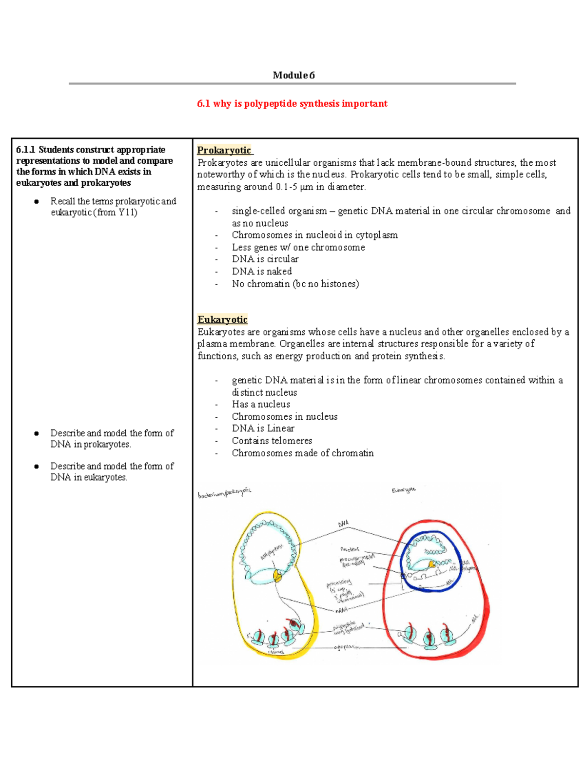 Module 6 - Notes - Module 6 6 why is polypeptide synthesis important 6. ...