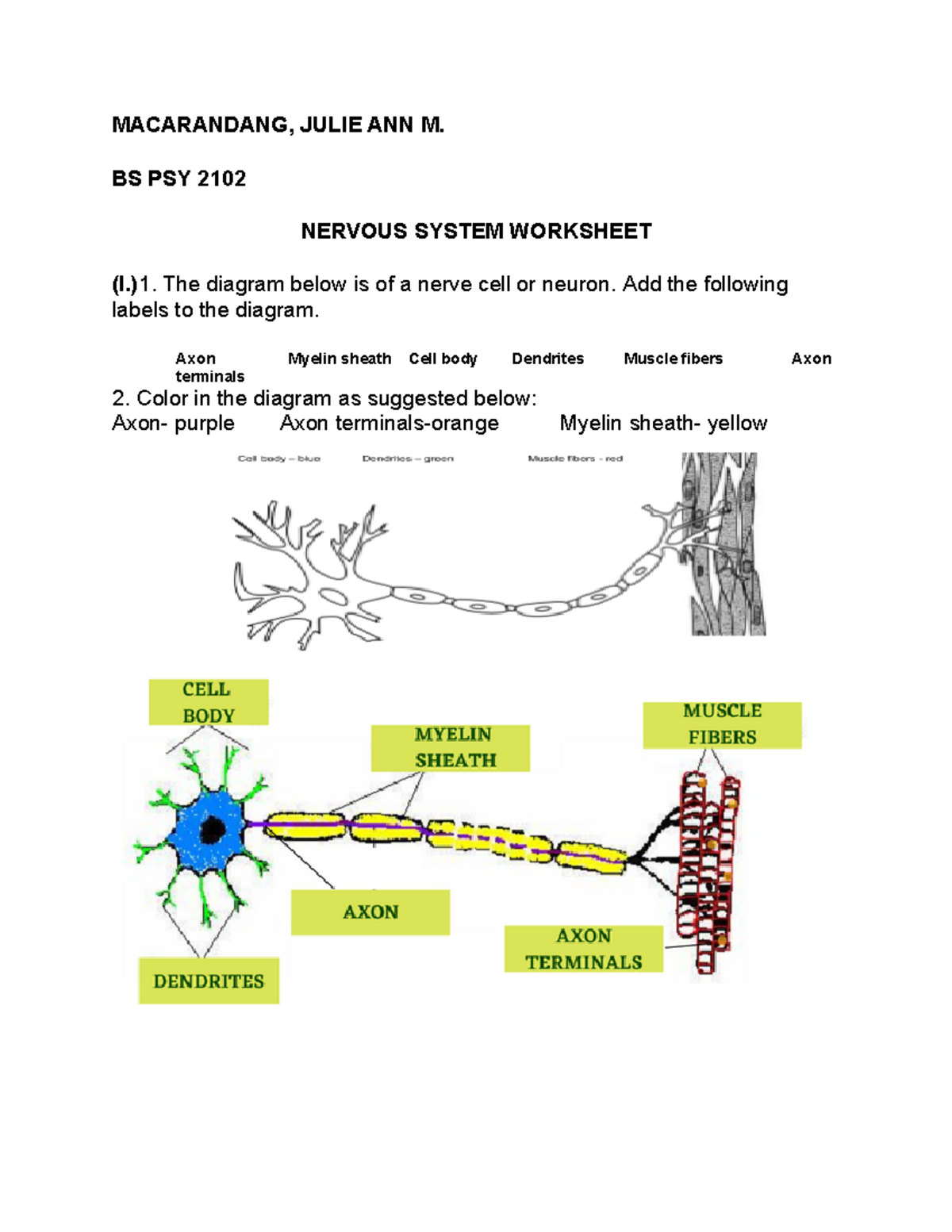 Macarandang - EDJJD - MACARANDANG, JULIE ANN M. BS PSY 2102 NERVOUS ...