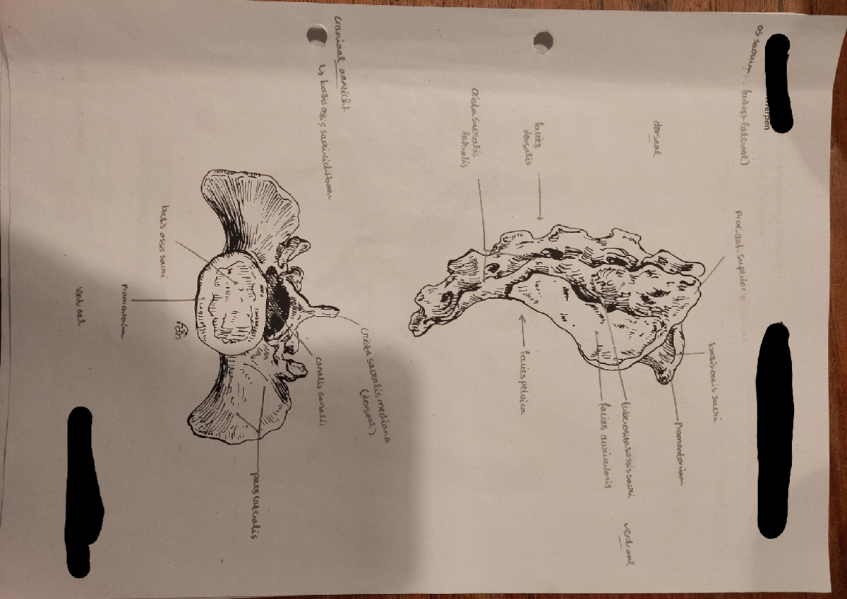 Os sacrum - Voorbereiding practicum - Anatomie 1 - Studocu