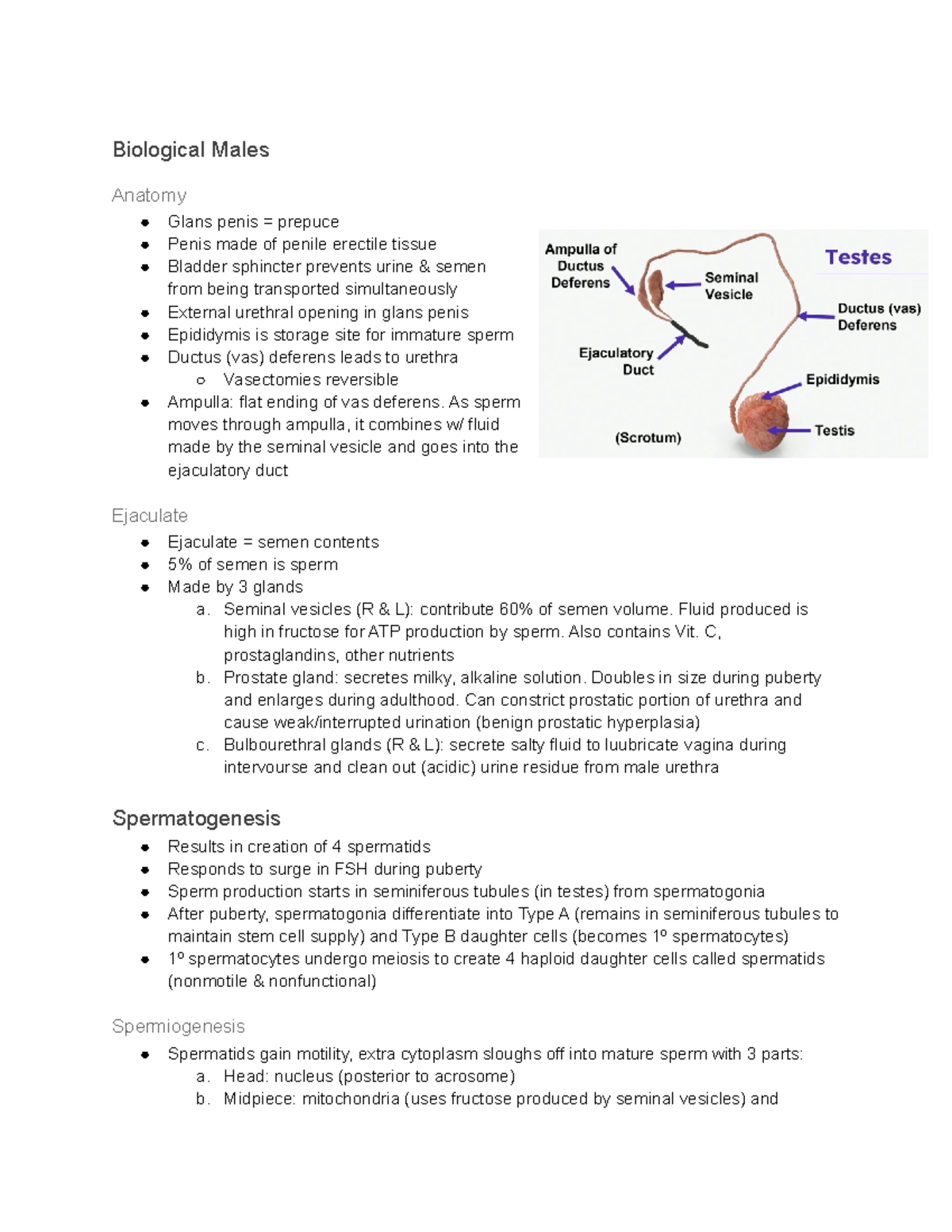 Module 12 Reproductive - Biological Males Anatomy Glans penis = prepuce ...