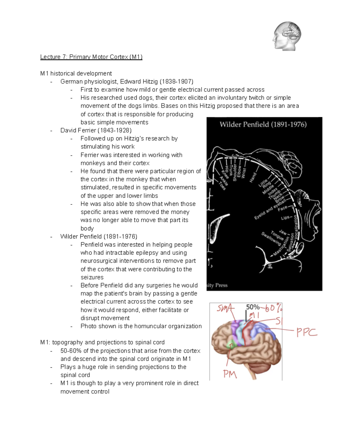 Kin 1080 Week 3 part 1 - class notes - Lecture 7: Primary Motor Cortex ...