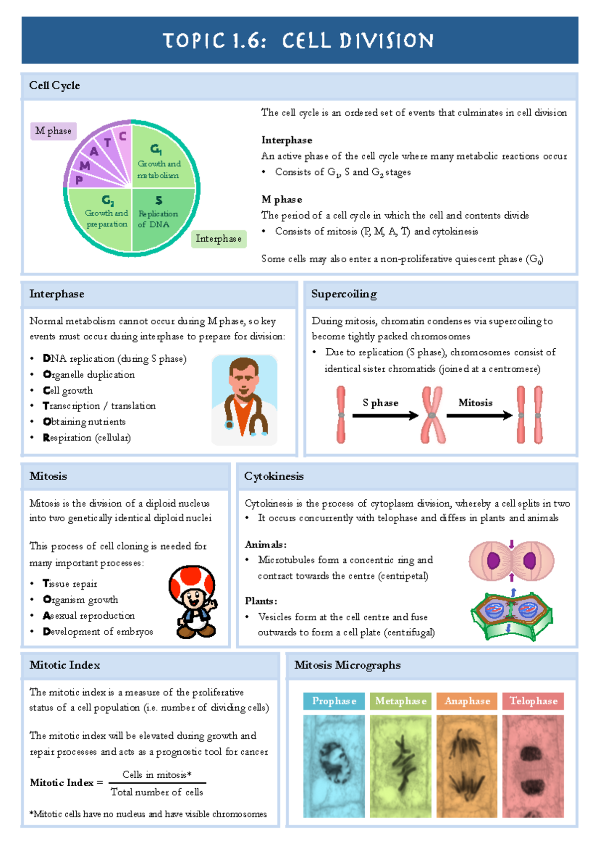 1.6 Cell Division - WORKSHEET SUMMARY NOTES - Mitosis Micrographs Cell ...
