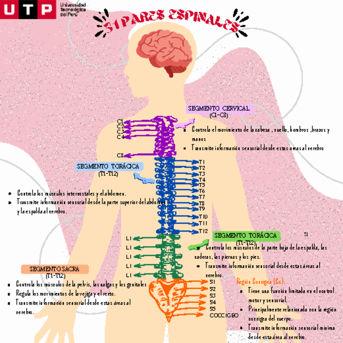 31 Pares Espinales - Que sea de utilidad - 31 P A R E S E S PIN AL ES ...