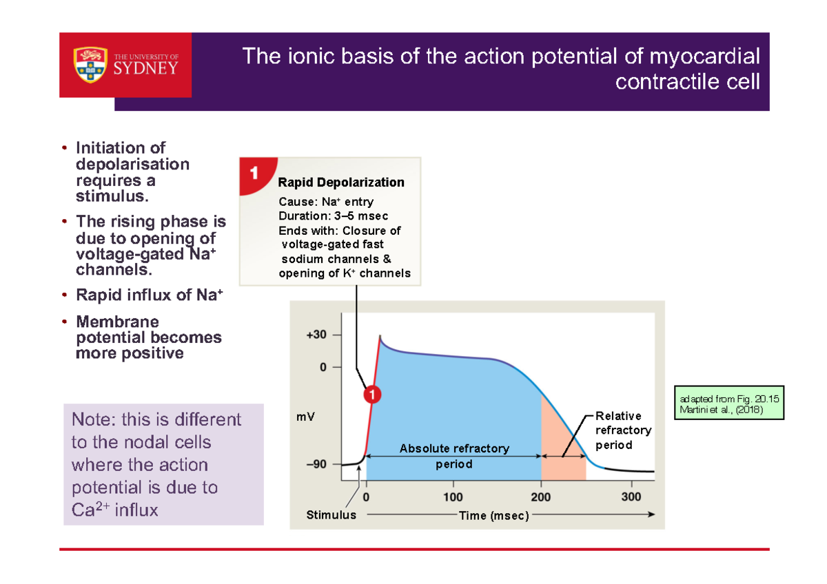 AP of contractile cell - Rapid Depolarization Cause: Na+ entry Duration ...