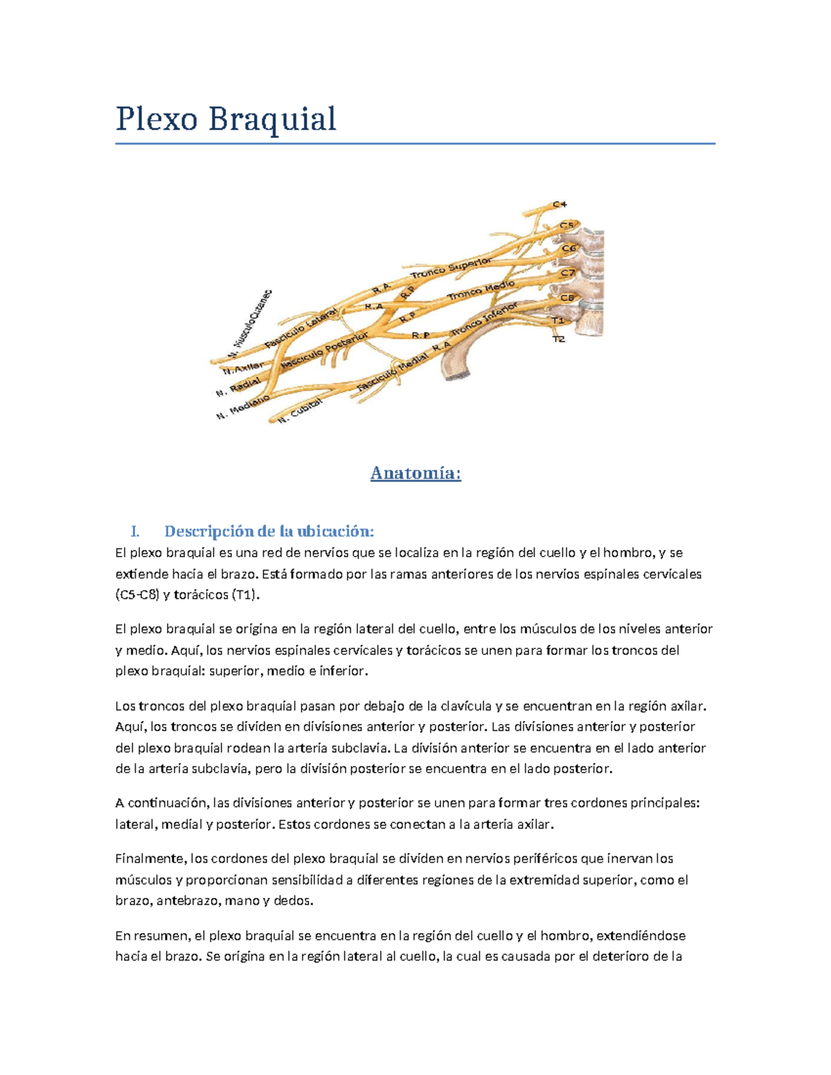 Plexo Braquia 1 - Resumen Anatomía - Plexo Braquial Anatomía: I ...