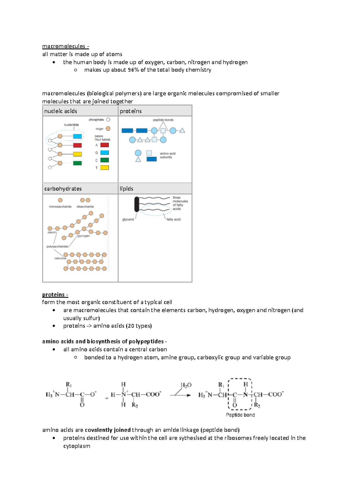 Macromolecules - simple • composed of carbon, hydrogen, oxygen o ...