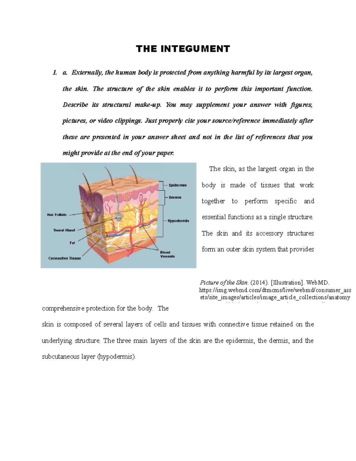 Parts of the integumentary System- Integrative Biology - THE INTEGUMENT ...