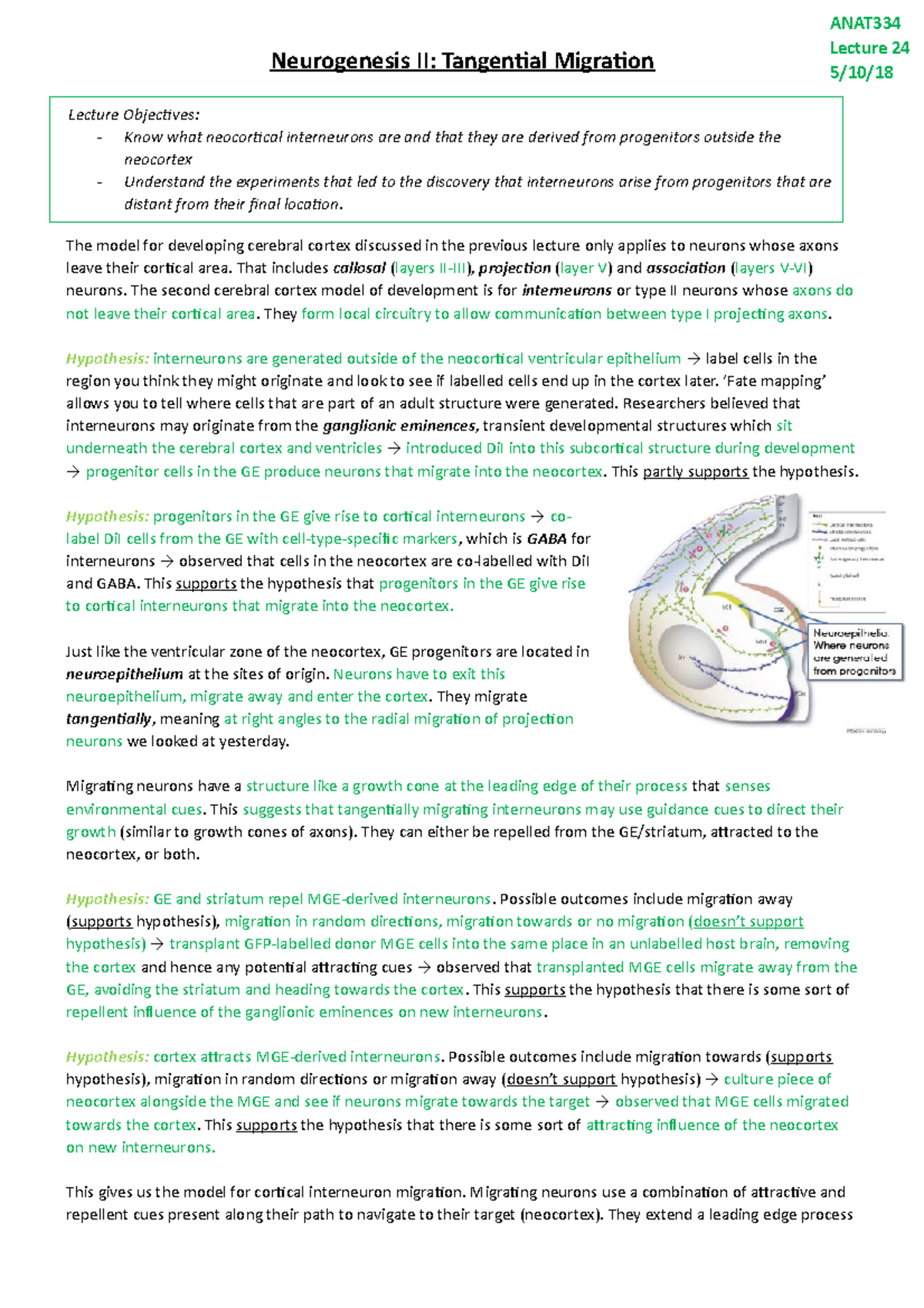Lecture 24 - Neurogenesis II - Tangential Migration - Neurogenesis II ...