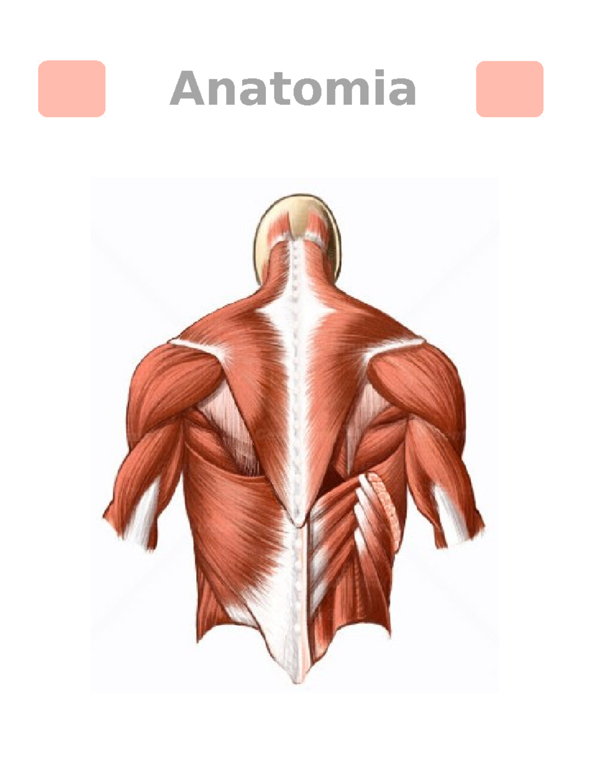 Región Dorsal - Apuntes o bien puntos clave de la anatomía del dorso ...