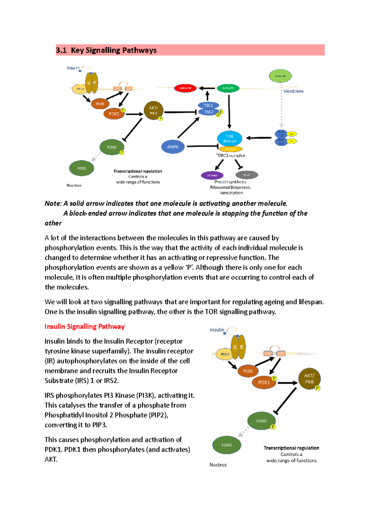 Week 3.1 Key Signalling Pathways - 3 Key Signalling Pathways Note: A ...