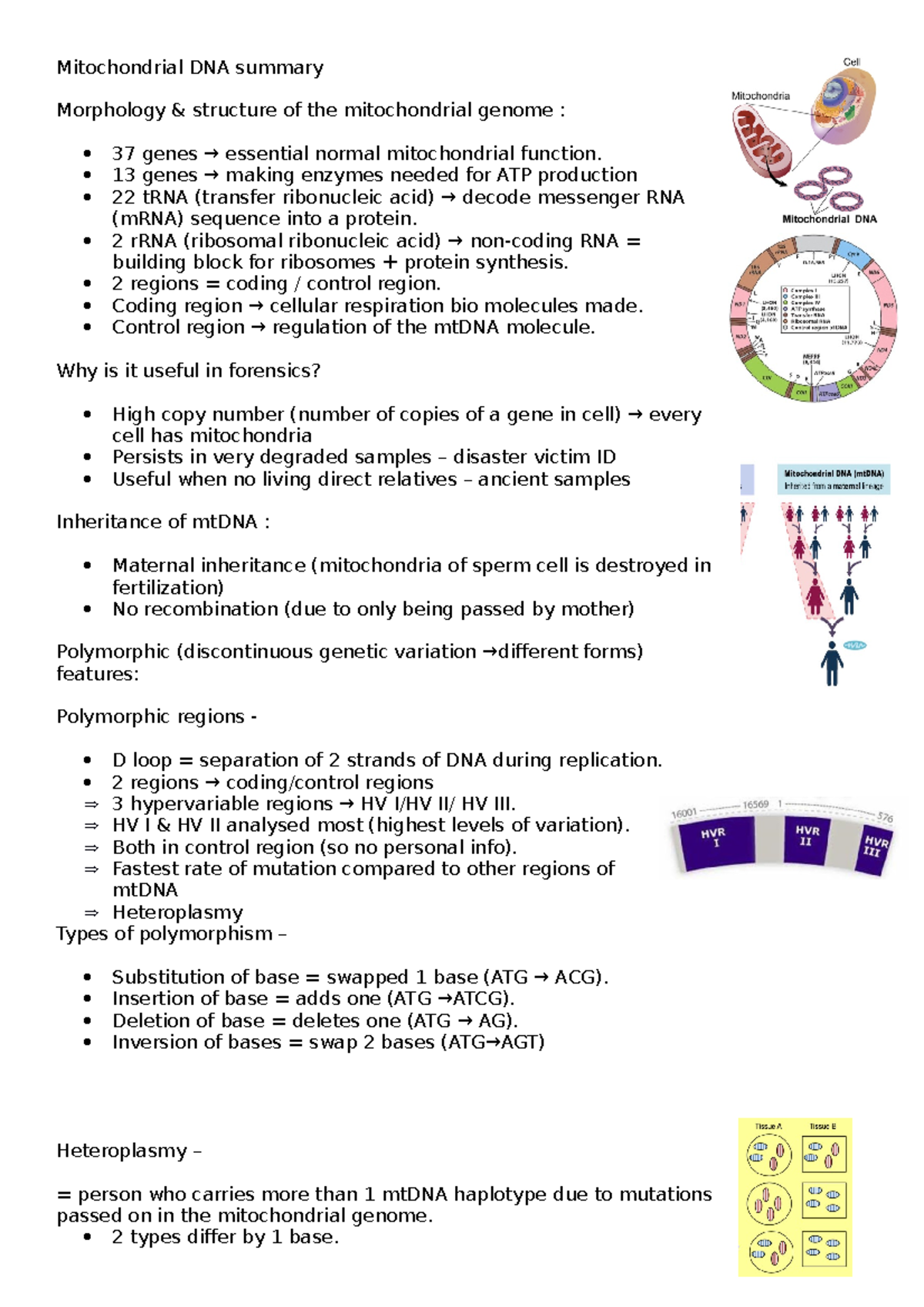 Mitochondrial DNA summary - Mitochondrial DNA summary Morphology ...