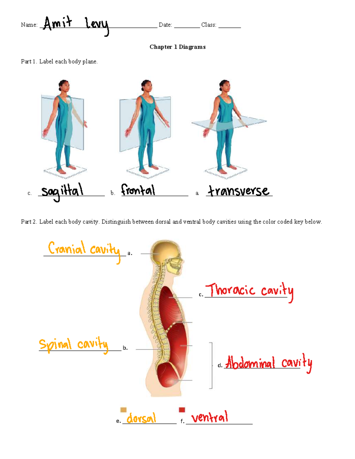 Body Planes Worksheet - Name: Amit levy Date: Class: Chapter 1 Diagrams ...