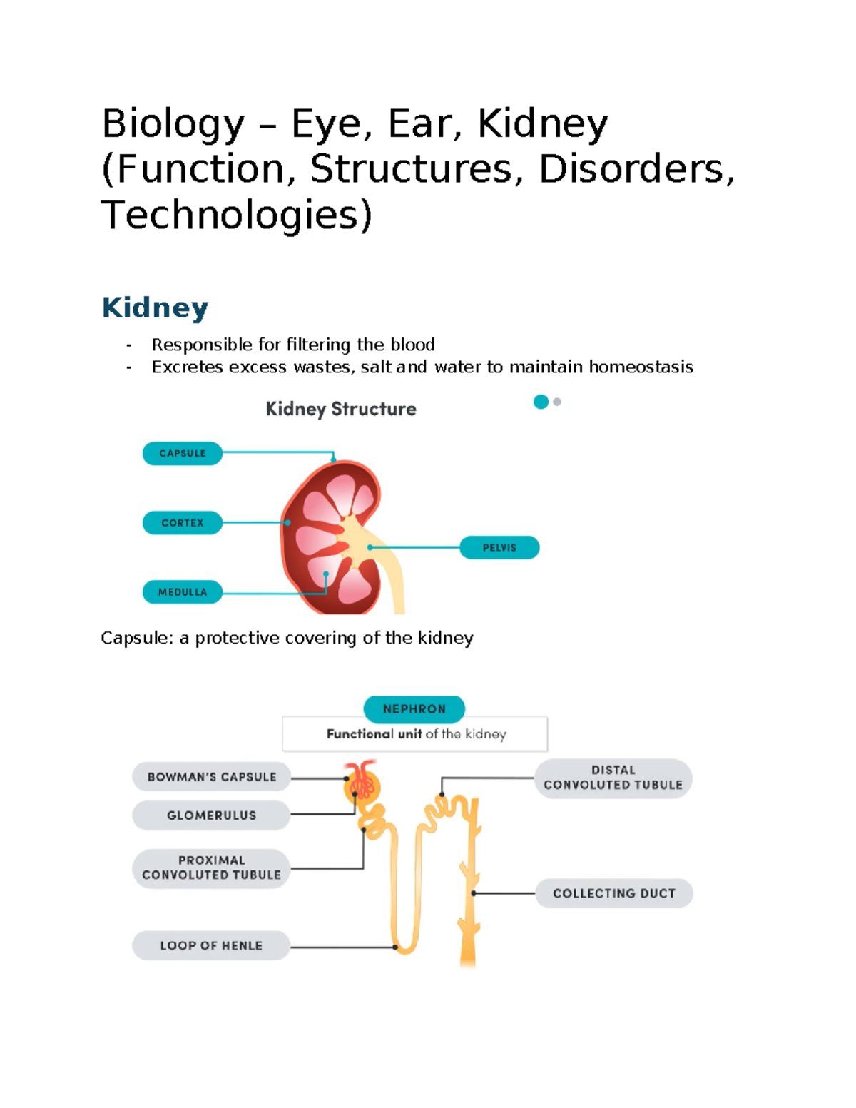 Biology - eye, kidney, ear - Biology – Eye, Ear, Kidney (Function ...