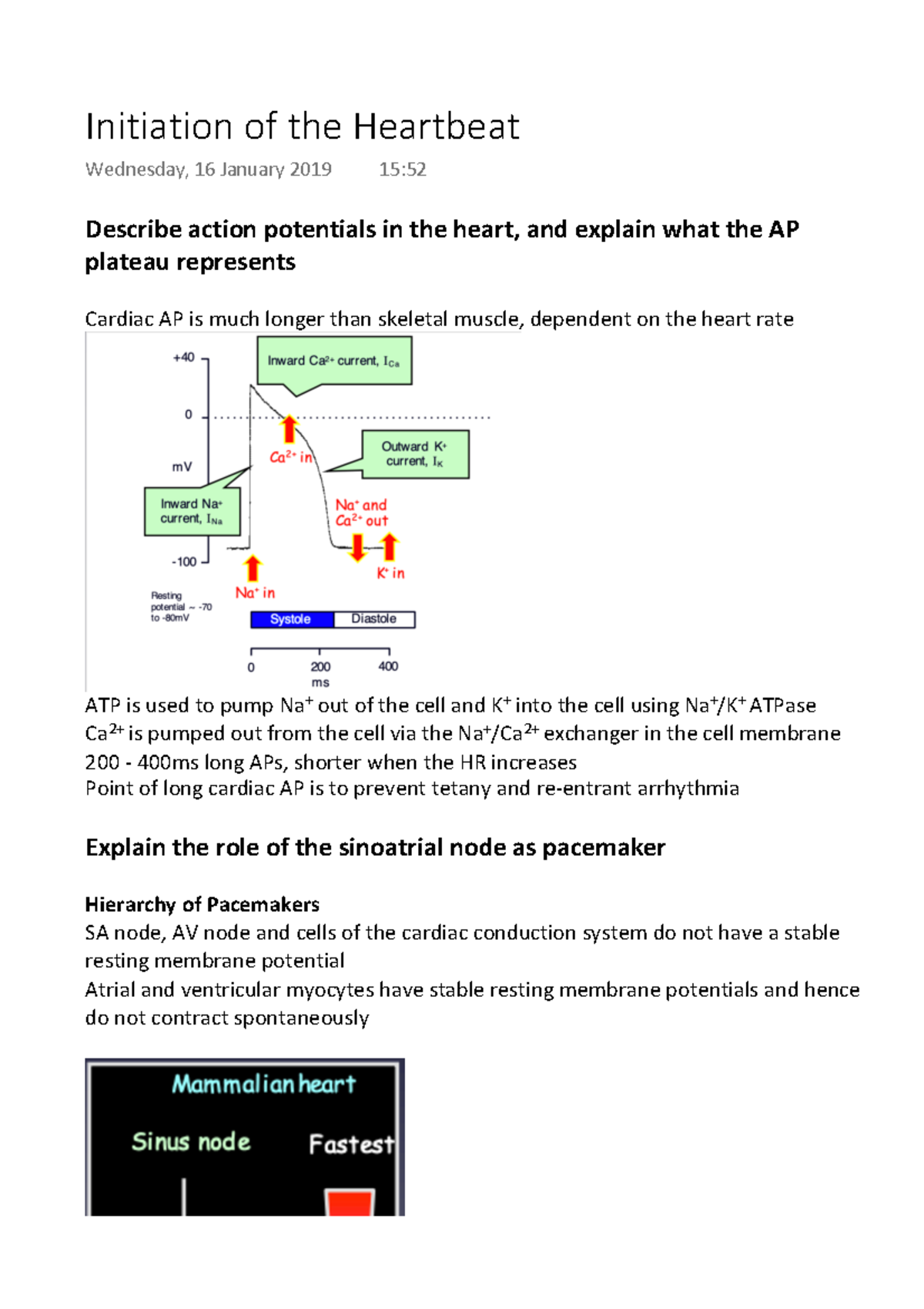 Initiation of the Heartbeat - Describe action potentials in the heart, and explain what the AP ...