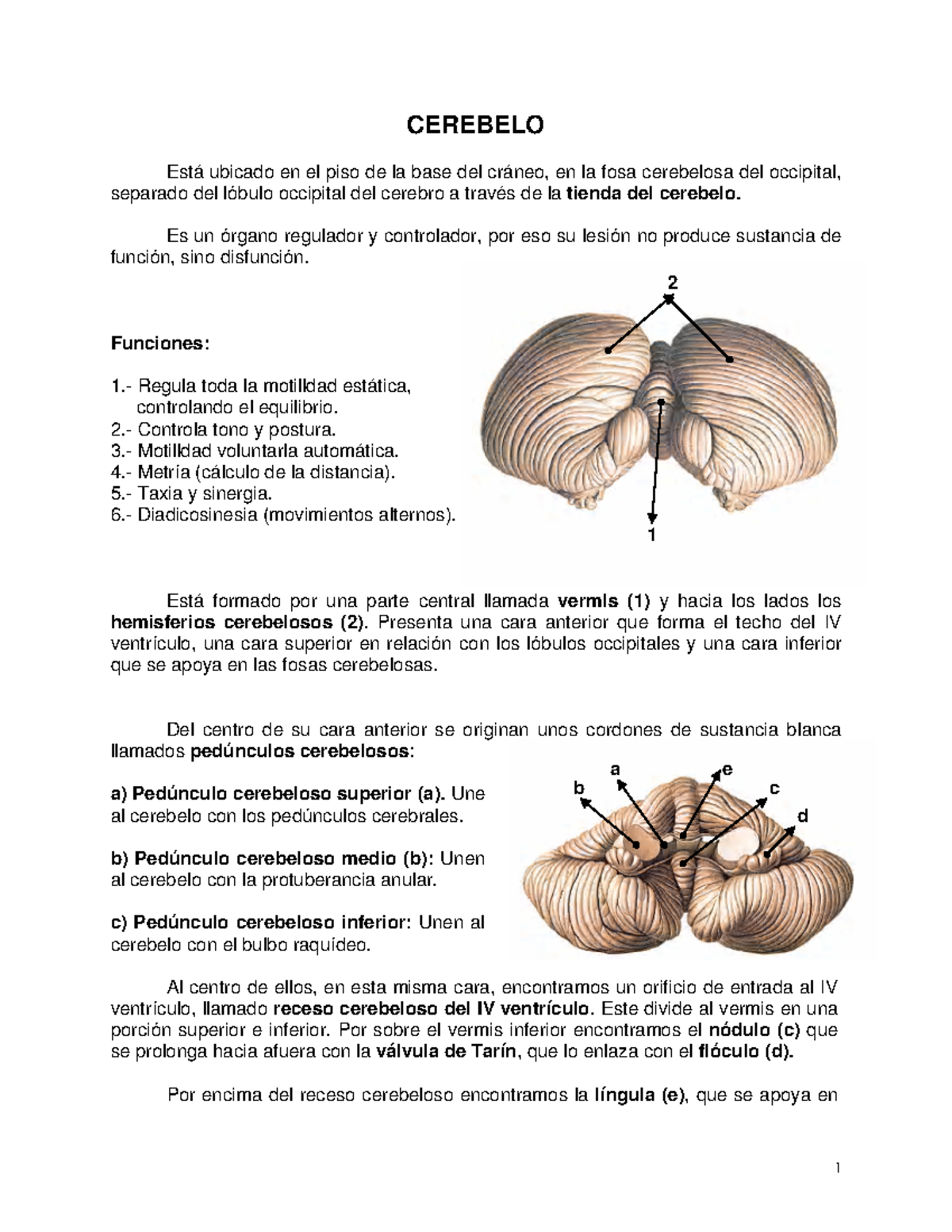 (15) Sistema Nervioso Central. Cerebelo - CEREBELO Está ubicado en el ...
