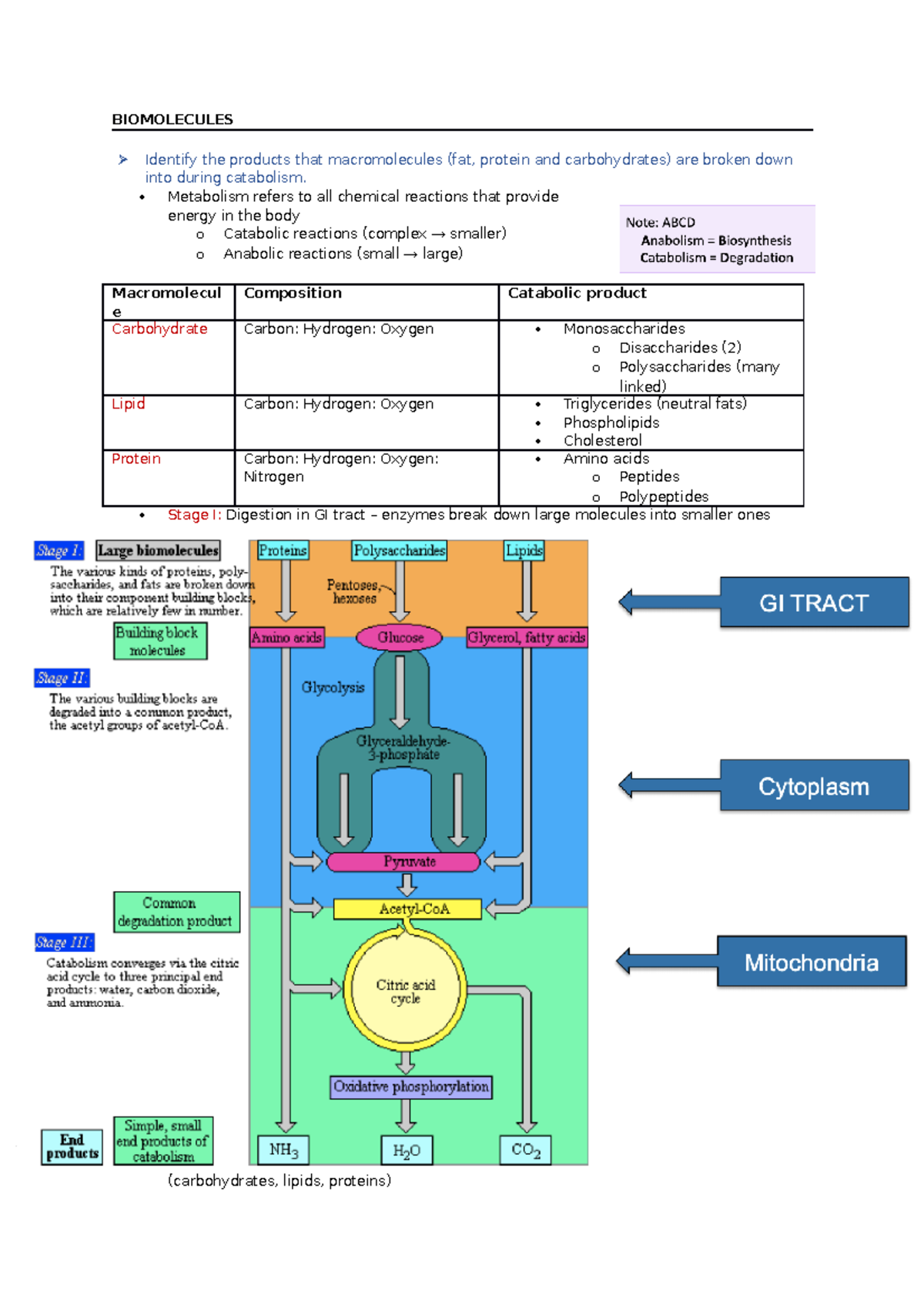 1005 Study Guide Final - Pathophysiology notes - BIOMOLECULES Identify ...