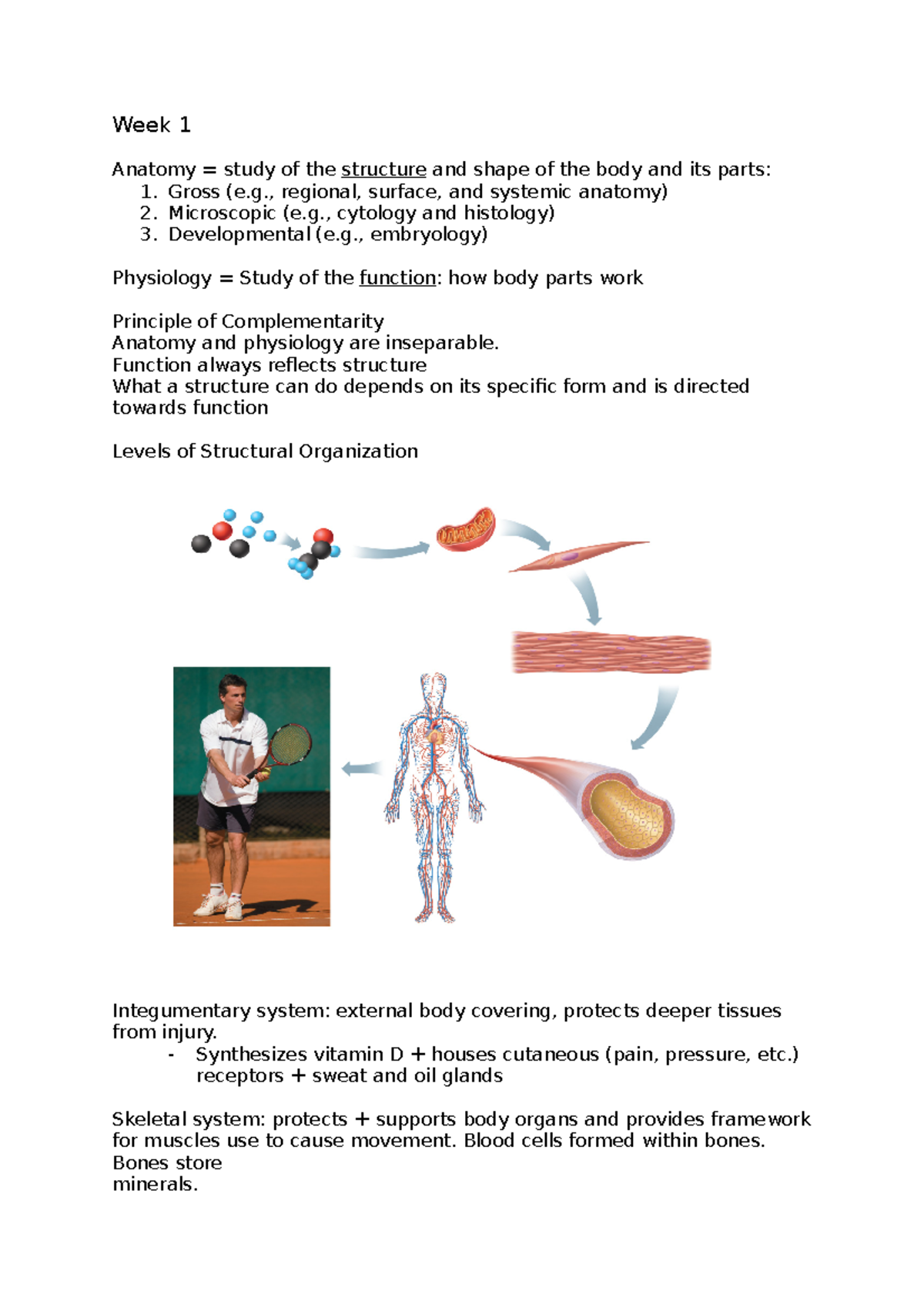 Week 1- Anatomy and Physiology - Week 1 Anatomy = study of the ...