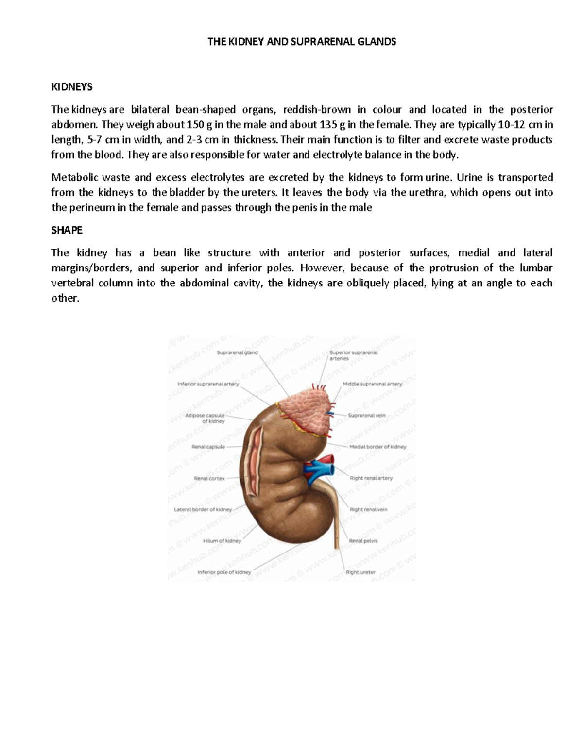 THE Kidney - THE KIDNEY AND SUPRARENAL GLANDS KIDNEYS The kidneys are ...