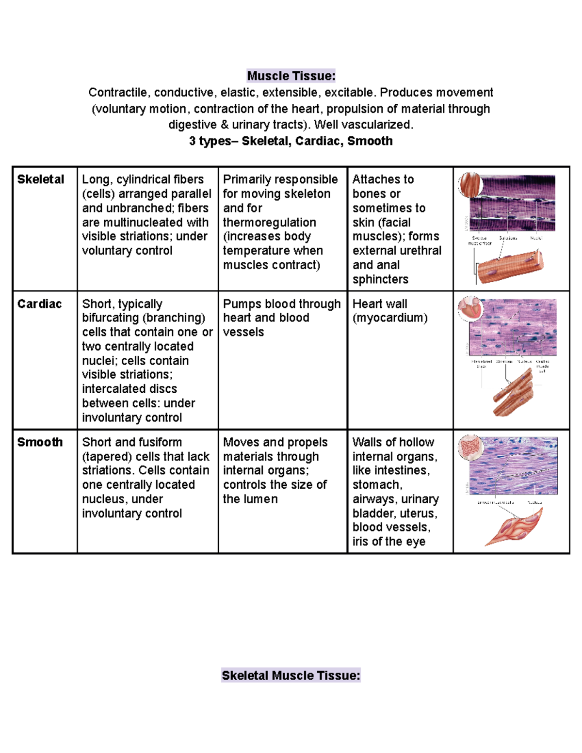 Muscle Tissue - Joy Davis - Muscle Tissue: Contractile, conductive ...
