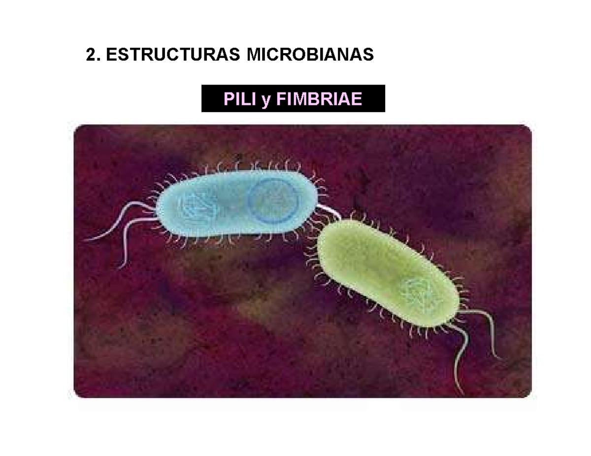 Pilis Fimbriae - Fimbrias - 2. ESTRUCTURAS MICROBIANAS PILI y FIMBRIAE ...