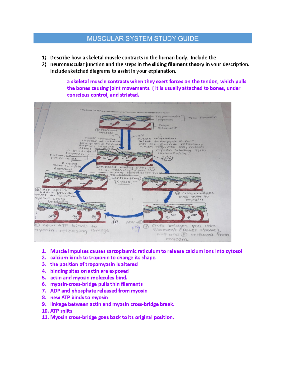 Untitled document - here is a study guide for the muscular system ...