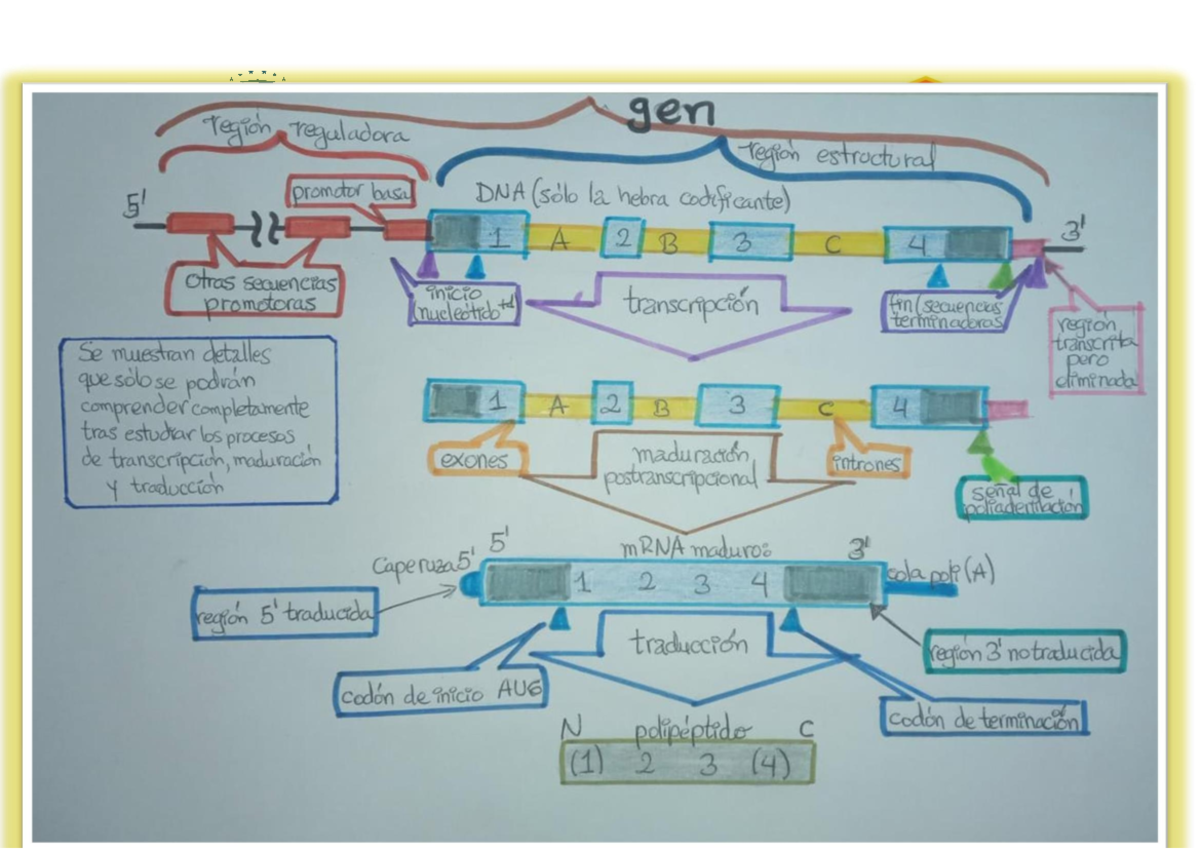 Estructura GEN - DIBUJO - Estructura de un Gen 28 - 07 - 2023 Resumen ...