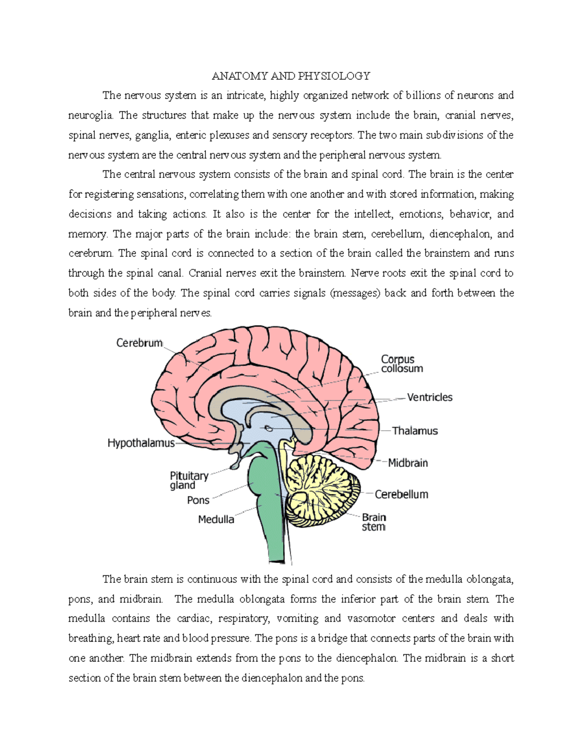 Anatomy and Physiology nervous system - ANATOMY AND PHYSIOLOGY The ...