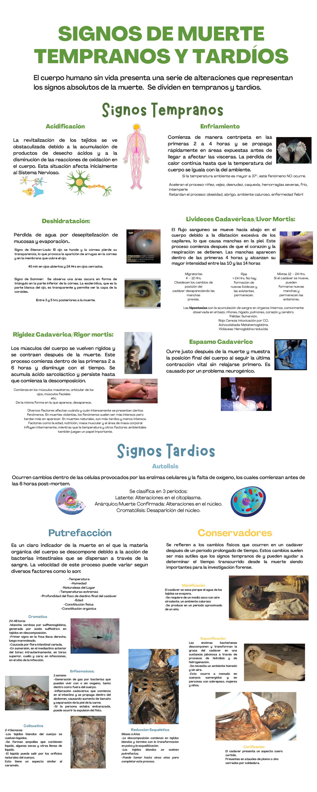 Adultos Tardíos