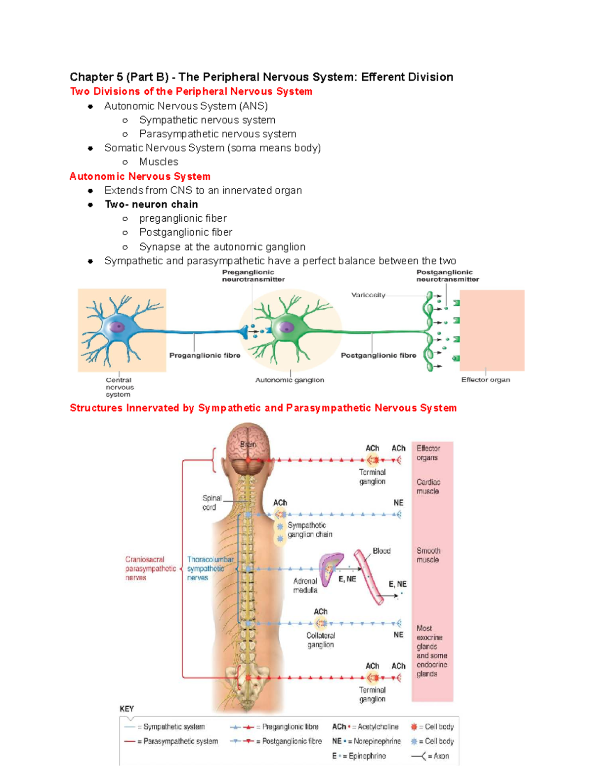 PNS physio - Chapter 5 (Part B) - The Peripheral Nervous System ...
