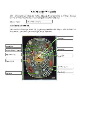 Celldivisionworksheet 2 - Cell Division Worksheet Mitosis and Meiosis ...
