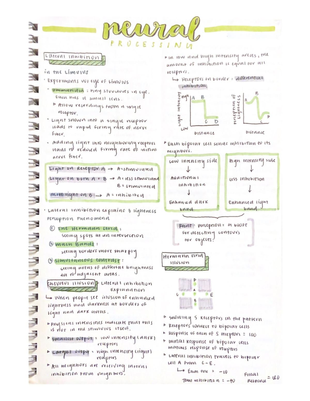 Neural Processing - PSYC 406 - Studocu