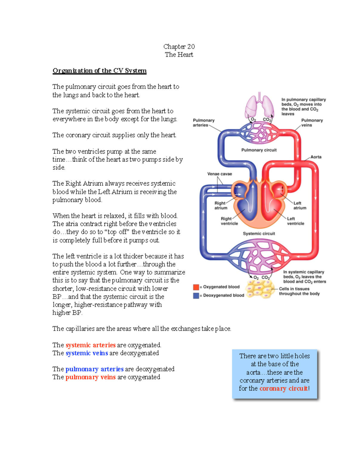 Cardiovascular THE Heart - Chapter 20 The Heart Organization of the CV ...