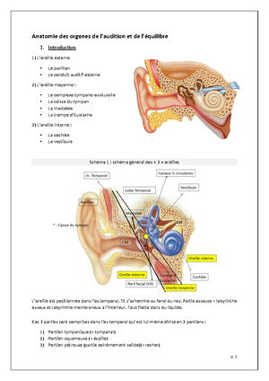Anatomie des organes de l’audition et de l’équilibre (synthèse) Bloc 1 ...