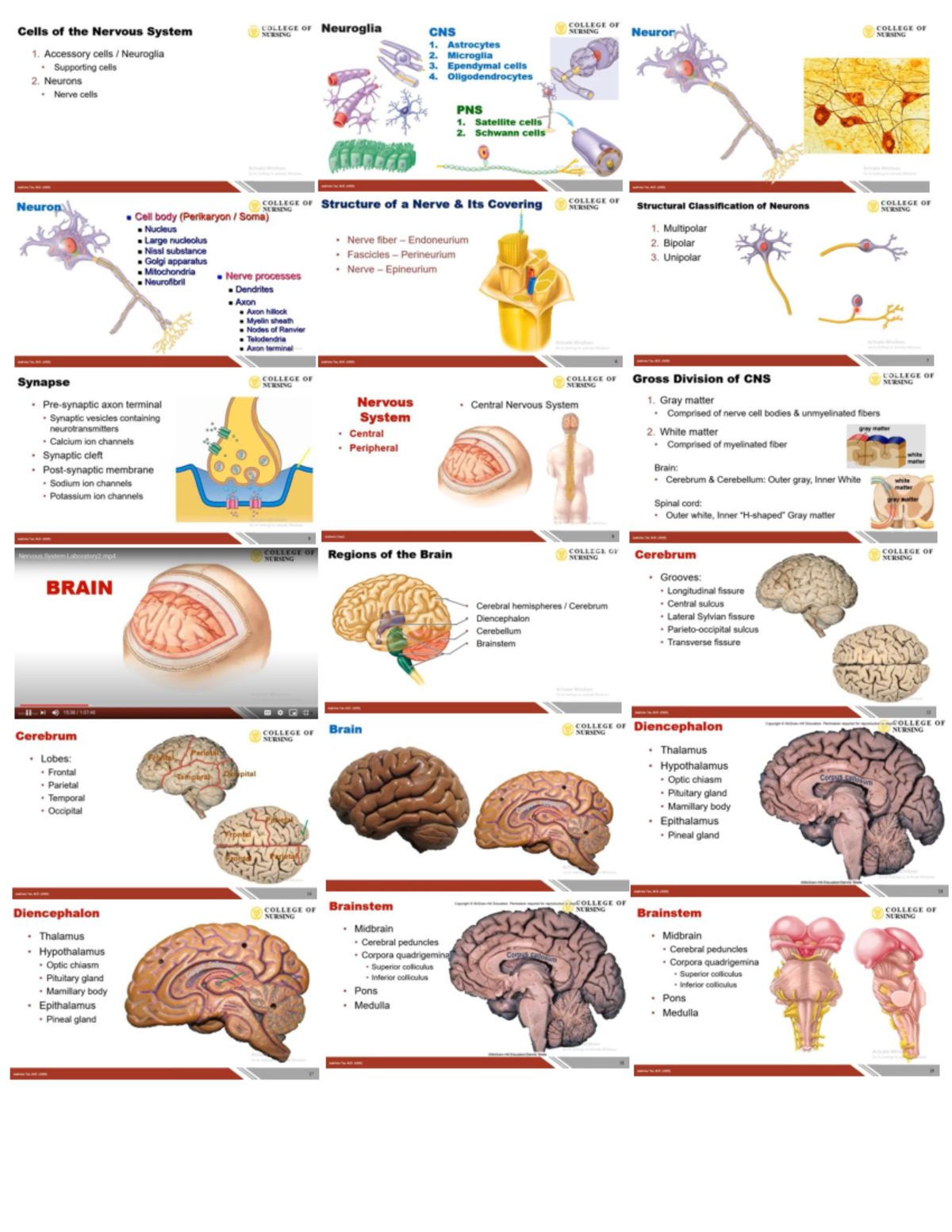Nervous System - NOTES - Anatomy and Physiology - Studocu