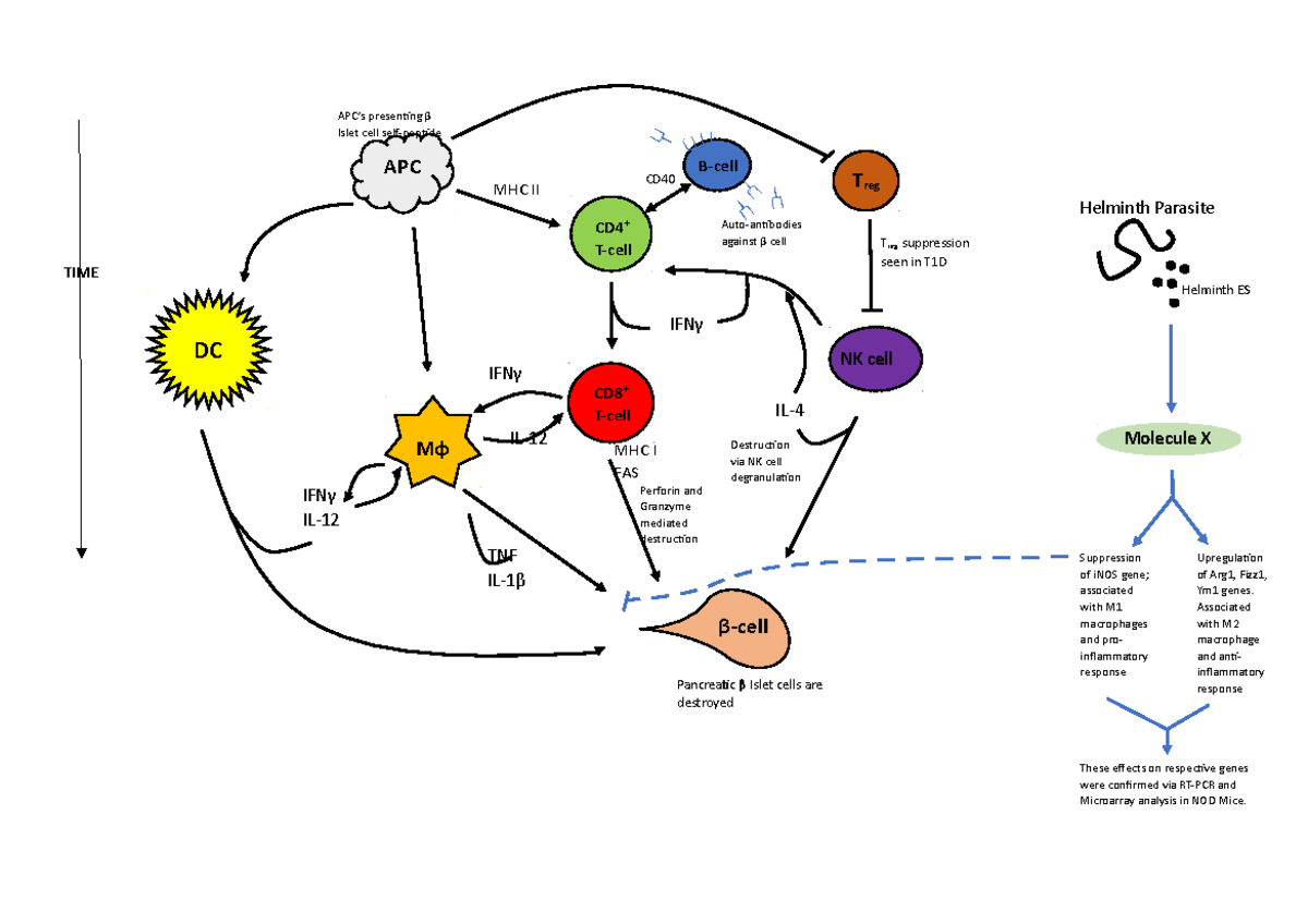 MIND MAP - Mind Map assignment 1 - went well - APC’s presenting β Islet ...
