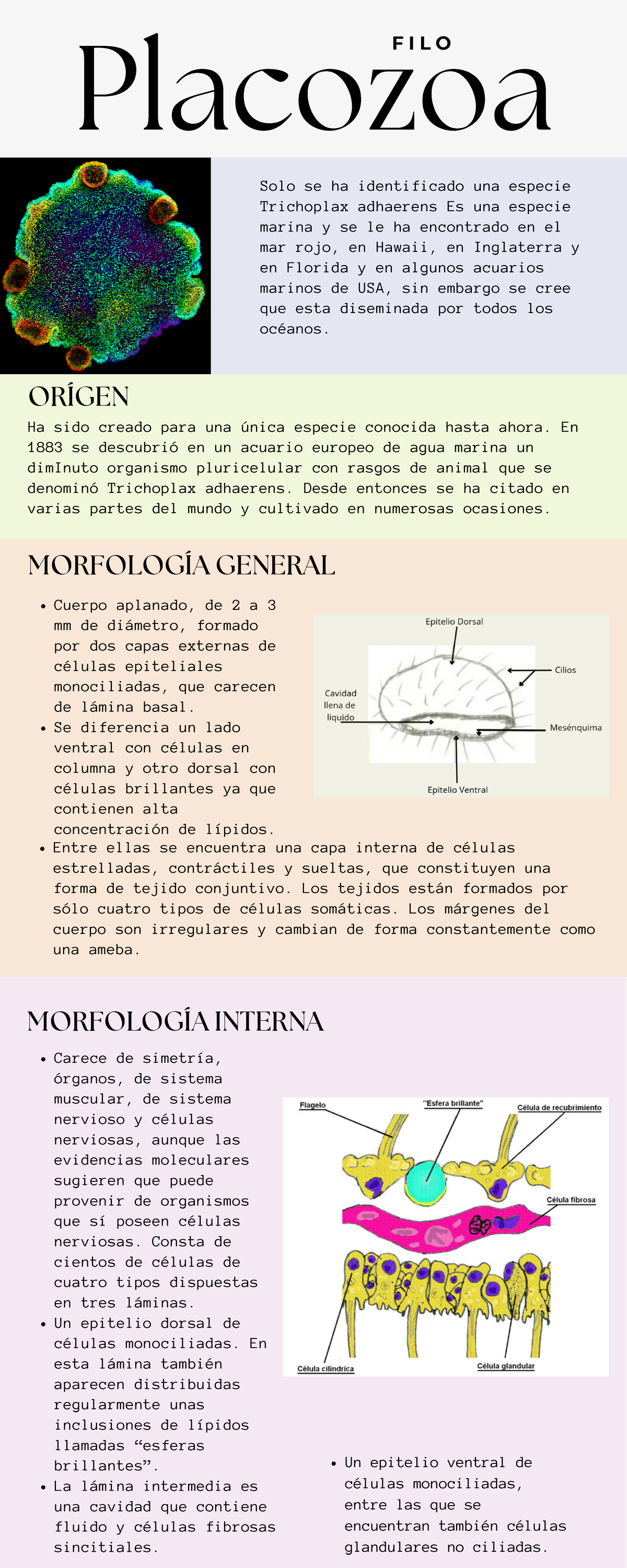 Infografia Placozoa - Placozoa F I L O ORÍGEN Solo se ha identificado una especie Trichoplax ...