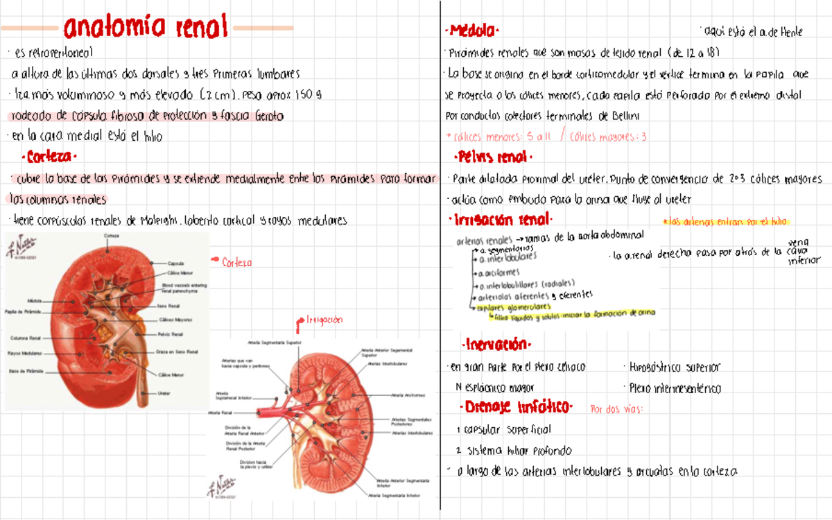 Anatomía renal - Caracrerísticas de los riñones, coreza, médula e ...