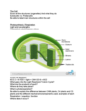 Cell+transport+1.docx - HUMAN PHYSIOLOGY LAB. EXERCISE Cell Transport ...