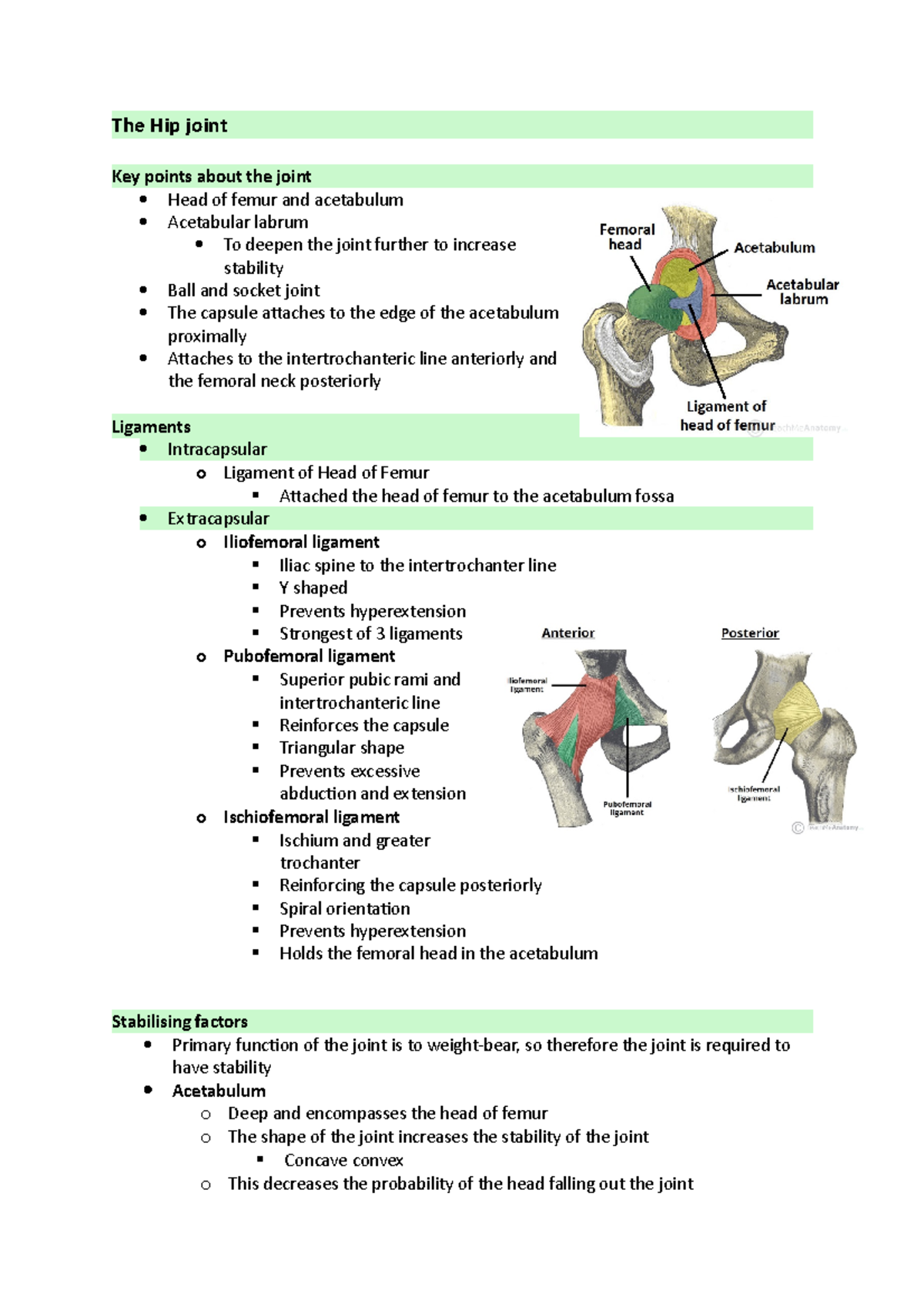 The Hip joint - The Hip joint Key points about the joint Head of femur ...