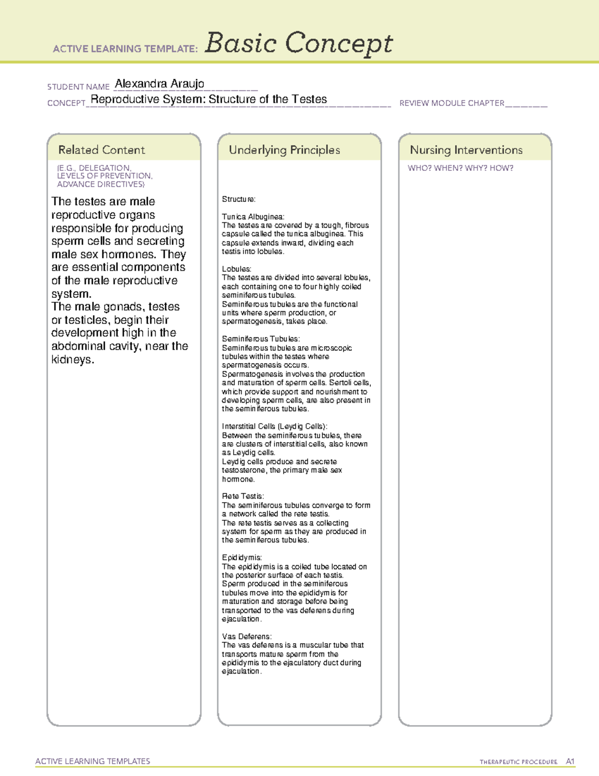 Template 8 - Basic Concepts: Reproductive System: Structure of the ...