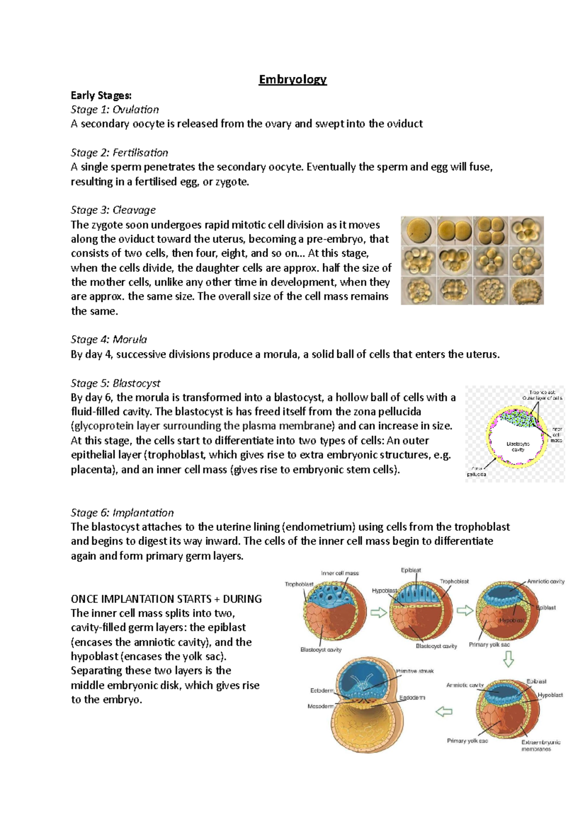 BIOM2000 2- Summary Notes (Topic 1- Embryology) - Embryology Early ...