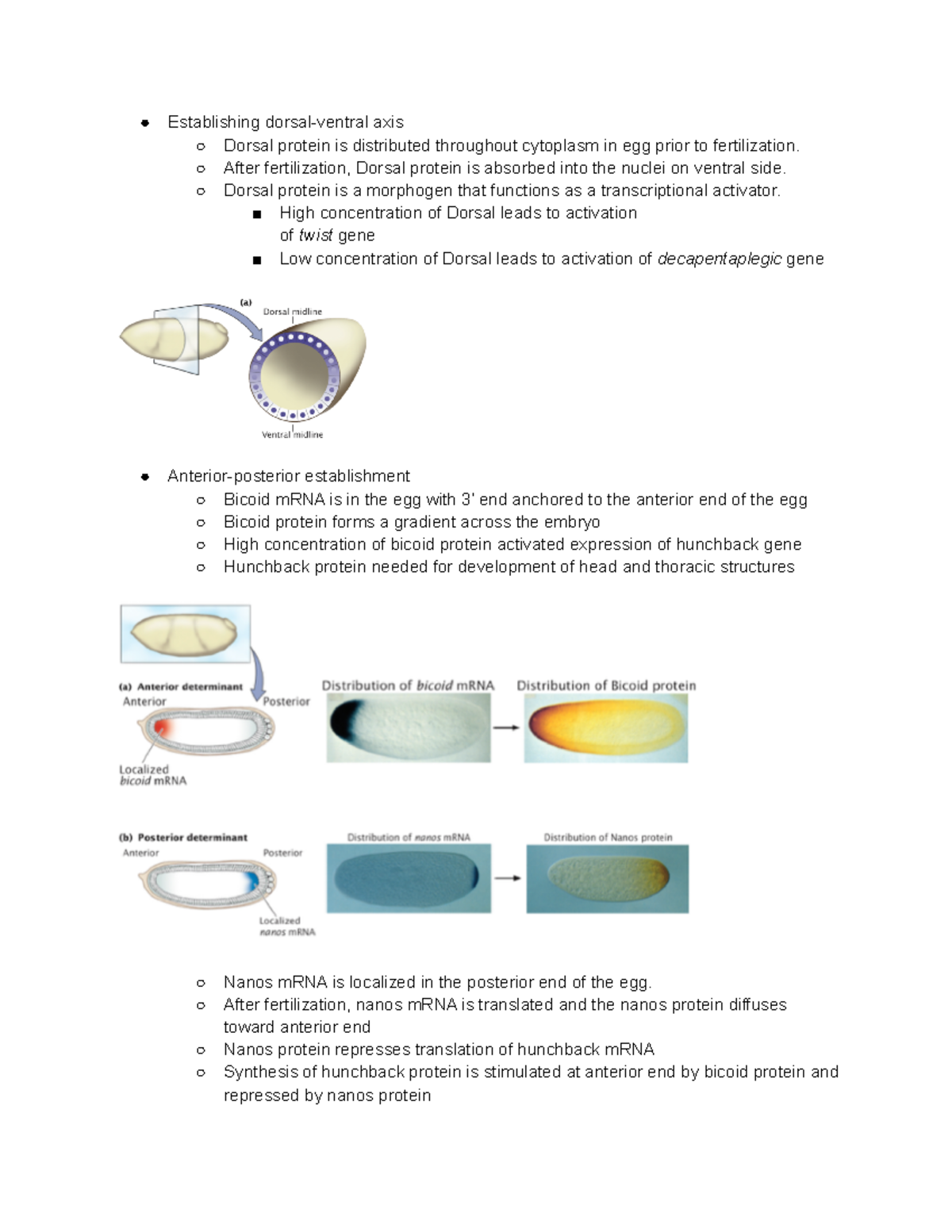 Genetics Chapter 22 Notes Part 3 - Establishing dorsal-ventral axis ...