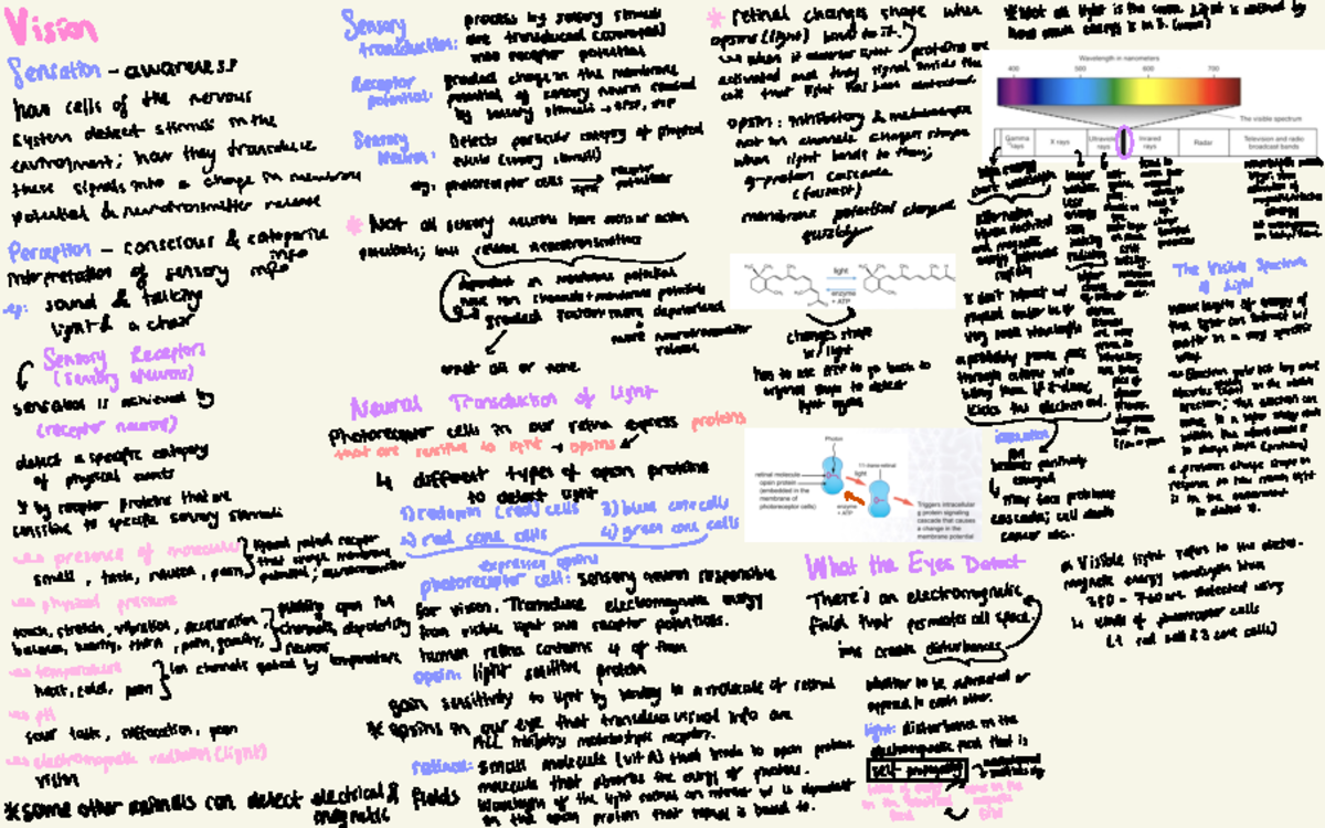 Vision - Includes notes from slides, the textbook, and what the prof ...