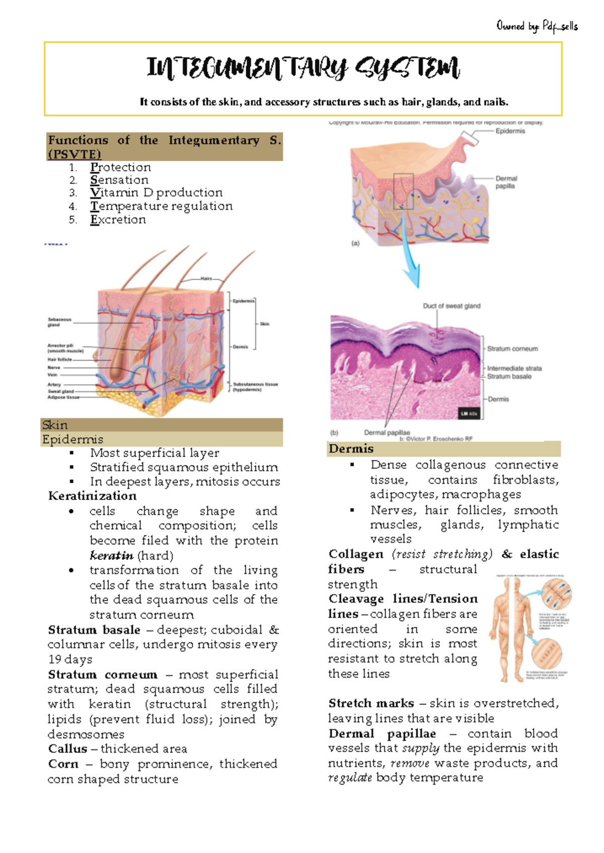 Integumentary System - Summarized Notes for Bs Nursing - Functions of ...