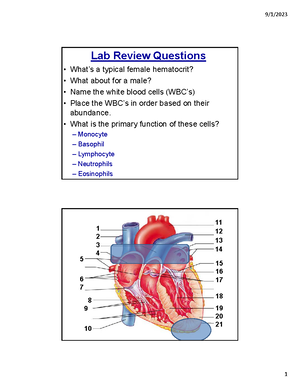 Lab 3B Cell Structure & Cell Division (instructions) - BIOL 2210 Cell ...