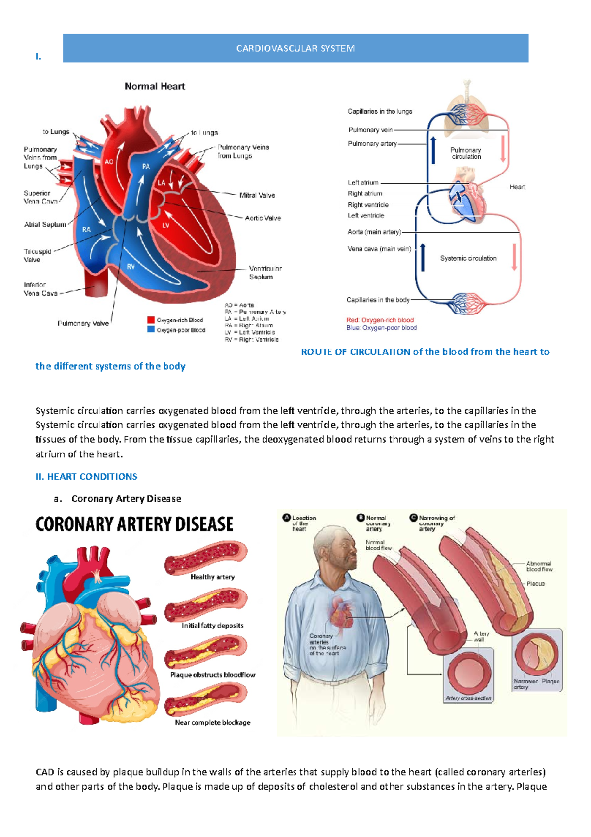 Cardio - I. ROUTE OF CIRCULATION of the blood from the heart to the ...